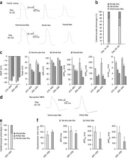 Chemically defined generation of human cardiomyocytes | Nature Methods