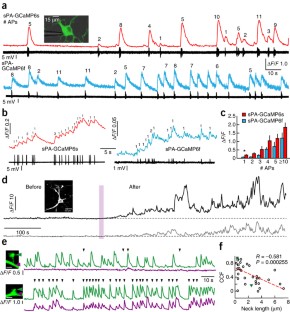 Photoactivatable genetically encoded calcium indicators for targeted ...