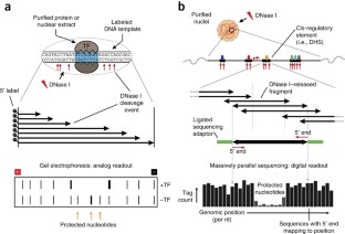 Genomic footprinting | Nature Methods