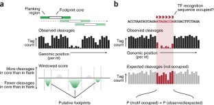 Genomic footprinting | Nature Methods