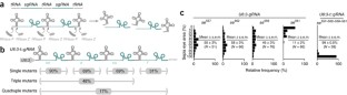 Augmenting CRISPR applications in Drosophila with tRNA-flanked sgRNAs ...