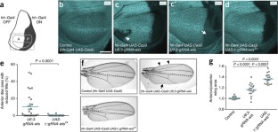 Augmenting CRISPR applications in Drosophila with tRNA-flanked sgRNAs ...