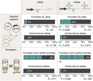 Augmenting CRISPR applications in Drosophila with tRNA-flanked sgRNAs ...