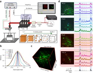 Random-access scanning microscopy for 3D imaging in awake behaving ...