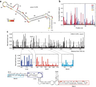 DMS-MaPseq for genome-wide or targeted RNA structure probing in vivo | Nature Methods