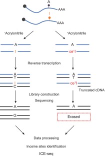Epitranscriptome sequencing technologies: decoding RNA modifications | Nature Methods