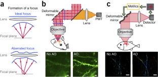 Adaptive optical fluorescence microscopy | Nature Methods