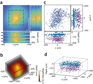 Video rate volumetric Ca 2+ imaging across cortex using seeded ...