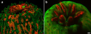 Assessing phototoxicity in live fluorescence imaging | Nature Methods