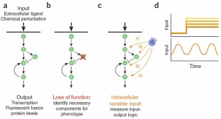 The promise of optogenetics in cell biology: interrogating molecular ...