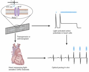 Pacing lightly: optogenetics gets to the heart | Nature Methods