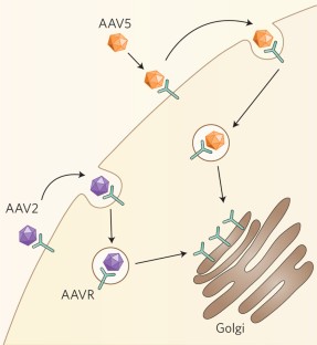 Viral infection: A key host receptor for AAV | Nature Microbiology