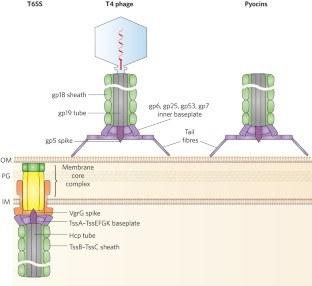 Structural biology: Baseplates in contractile machines | Nature ...