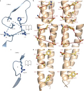 Conserved patterns hidden within group A Streptococcus M protein ...