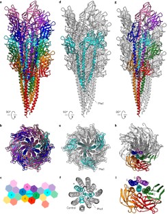 CryoEM structure of the Methanospirillum hungatei archaellum reveals ...