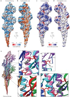 CryoEM structure of the Methanospirillum hungatei archaellum reveals ...