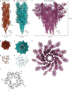 CryoEM structure of the Methanospirillum hungatei archaellum reveals ...
