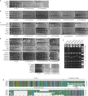 Prophage-mediated defence against viral attack and viral counter ...