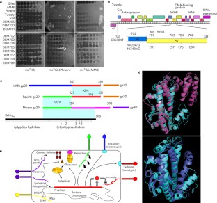 Prophage-mediated defence against viral attack and viral counter ...