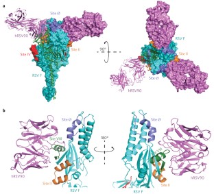 A novel pre-fusion conformation-specific neutralizing epitope on the ...