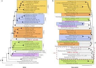 Biogeography and environmental genomics of the Roseobacter -affiliated ...