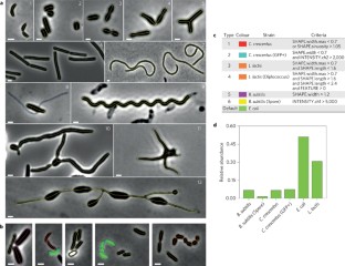 MicrobeJ, a tool for high throughput bacterial cell detection and ...