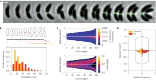 MicrobeJ, a tool for high throughput bacterial cell detection and ...