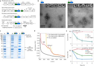 Widespread distribution of encapsulin nanocompartments reveals ...