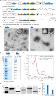 Widespread distribution of encapsulin nanocompartments reveals ...