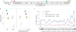 LoaP is a broadly conserved antiterminator protein that regulates ...