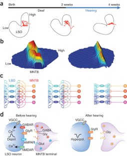 Tonotopic reorganization of developing auditory brainstem circuits ...