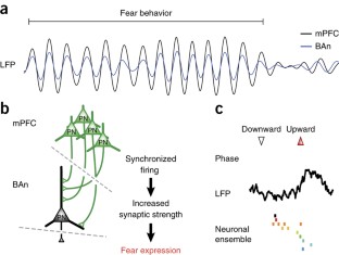 Encoding of fear learning and memory in distributed neuronal circuits ...