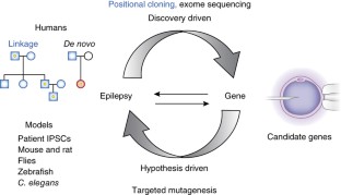 Pathway-driven discovery of epilepsy genes | Nature Neuroscience