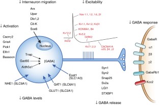 Pathway-driven discovery of epilepsy genes | Nature Neuroscience
