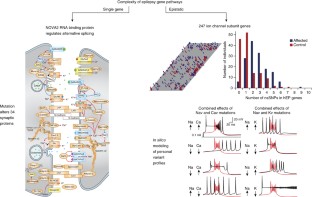 Pathway-driven discovery of epilepsy genes | Nature Neuroscience