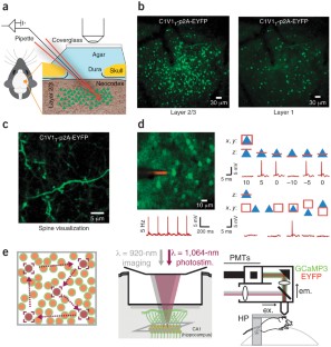 Optogenetics: 10 years of microbial opsins in neuroscience | Nature ...