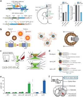 Optogenetics: 10 years of microbial opsins in neuroscience | Nature ...