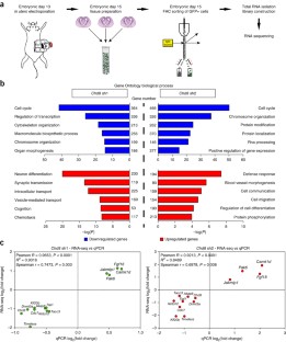 Chd8 mediates cortical neurogenesis via transcriptional regulation of ...