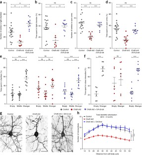 Chd8 mediates cortical neurogenesis via transcriptional regulation of ...