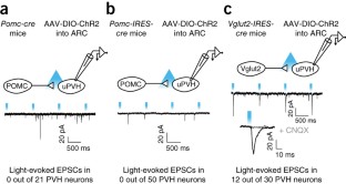 A rapidly acting glutamatergic ARC→PVH satiety circuit postsynaptically ...
