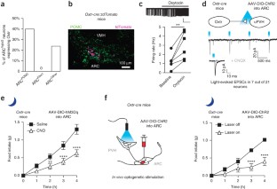 A rapidly acting glutamatergic ARC→PVH satiety circuit postsynaptically ...