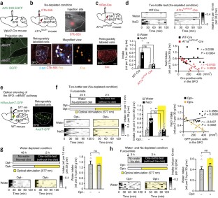 Distinct neural mechanisms for the control of thirst and salt appetite ...