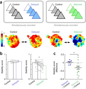 Sharp wave ripples during learning stabilize the hippocampal spatial ...