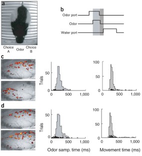 Speed and accuracy of olfactory discrimination in the rat | Nature ...