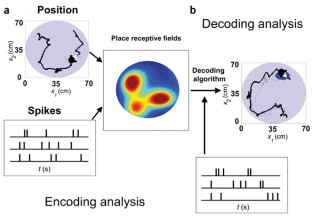 Multiple neural spike train data analysis: state-of-the-art and future challenges | Nature ...