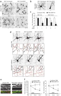 GRIP1 controls dendrite morphogenesis by regulating EphB receptor ...