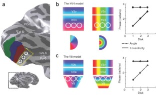 Visual field maps and stimulus selectivity in human ventral occipital cortex | Nature Neuroscience