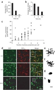 The P2Y 12 receptor regulates microglial activation by extracellular ...