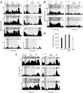 Inverted-U dopamine D1 receptor actions on prefrontal neurons engaged ...