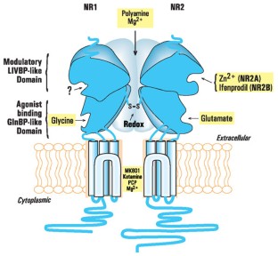 NMDA receptor pathways as drug targets | Nature Neuroscience